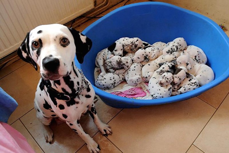 20 adorable photos of dogs proudly showing off their litters