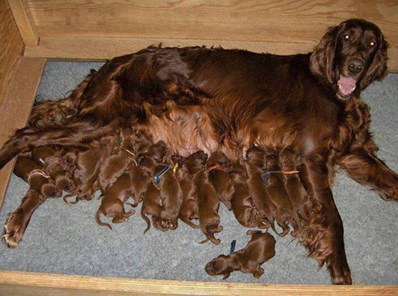 20 adorable photos of dogs proudly showing off their litters