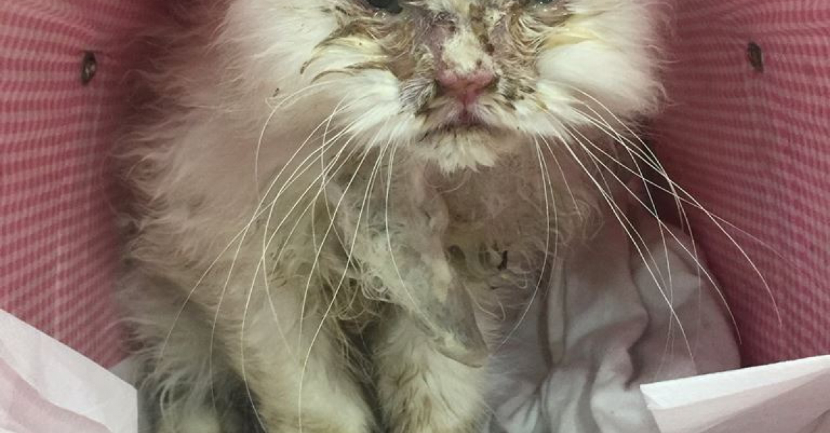 A seriously ill stray cat avoids certain death thanks to an animal ...